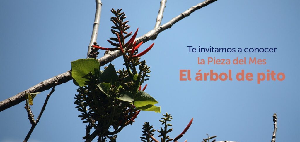 El árbol de pito como pieza del mes