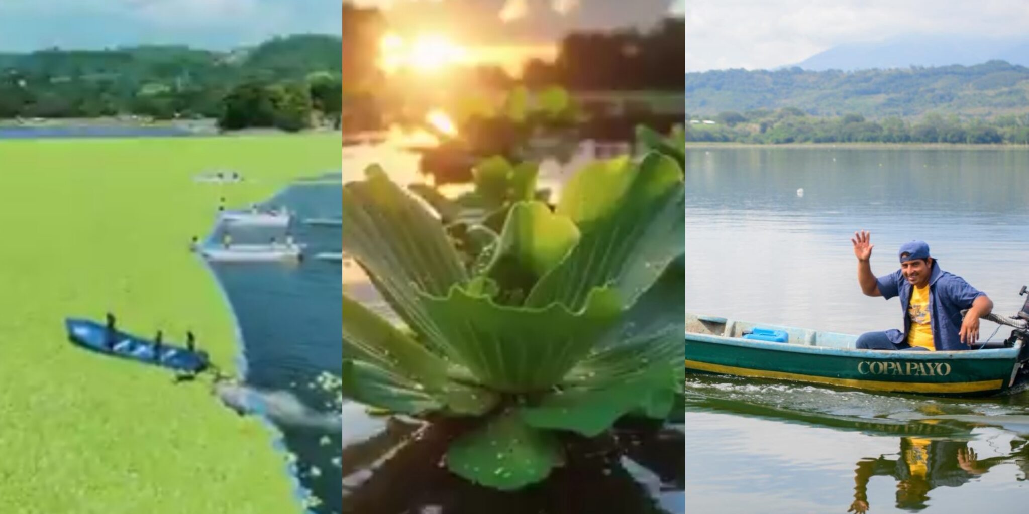 El lago Suchitlán recupera su esplendor tras retiro masivo de lechuga ...